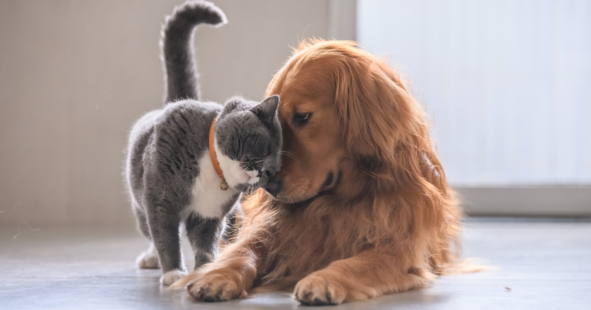 Saving Pets (and Yourself) from Domestic Violence